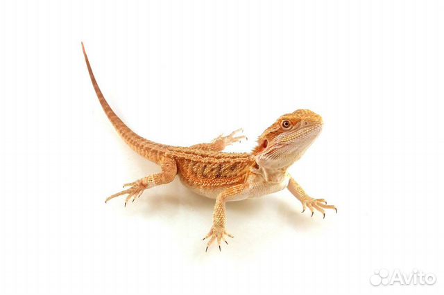 Бородатая агама (морфа Normal)