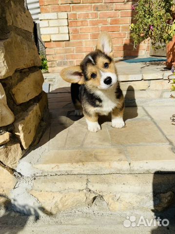 Корги мальчик