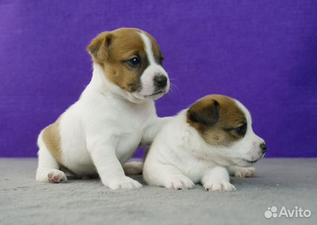 Джек Рассел терьер