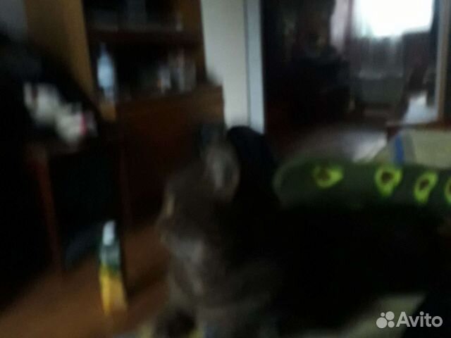 Кошка настя