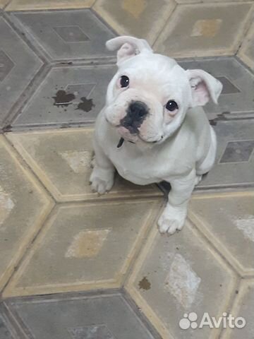 Французский бульдог