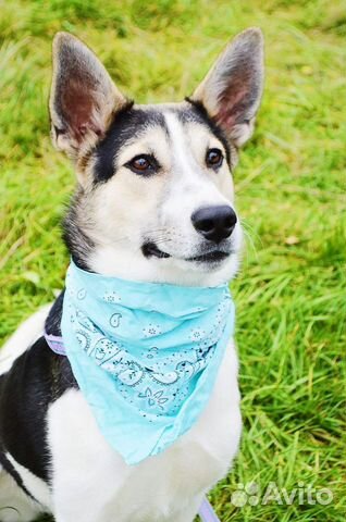 Веге нужен дом