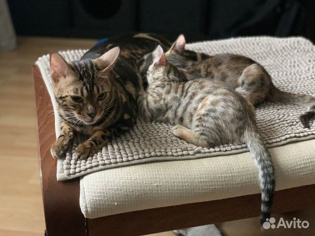 Котята Бенгальские метисы