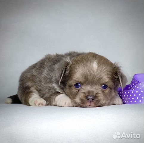Мальчики,мальчики и одна принцесса