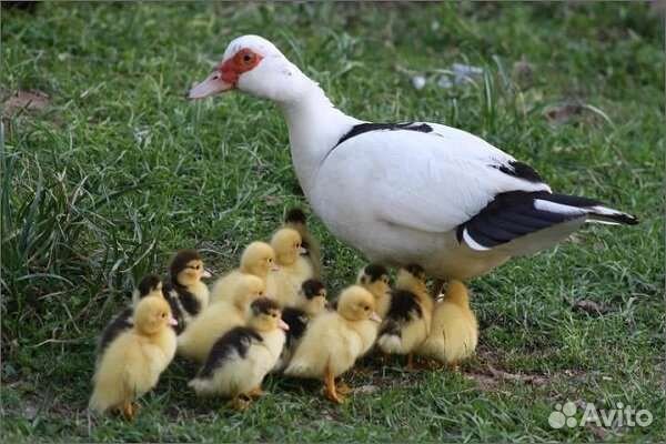 Утята месячные