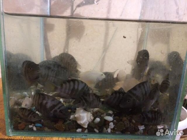 Отдам цихлид