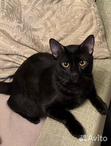 Братики котики подростки Феликс и Барсик 9 мес. в