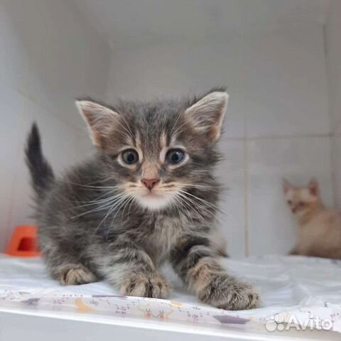 Пушистенький котенок Кузя в дар 2 мес