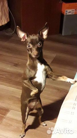 Домашние животные