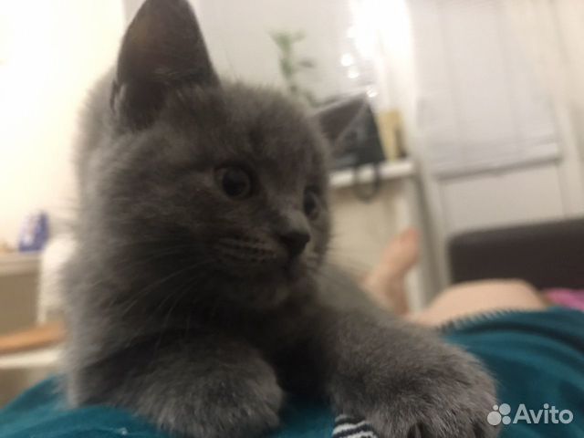 Британские котята