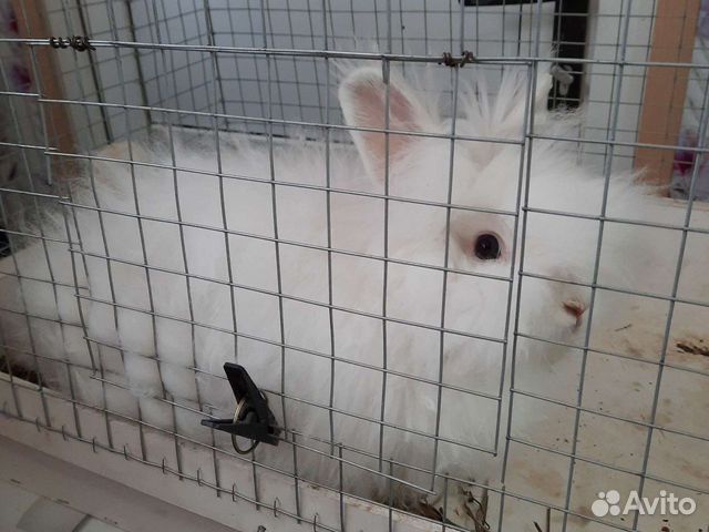 Декоративный кролик бесплатно