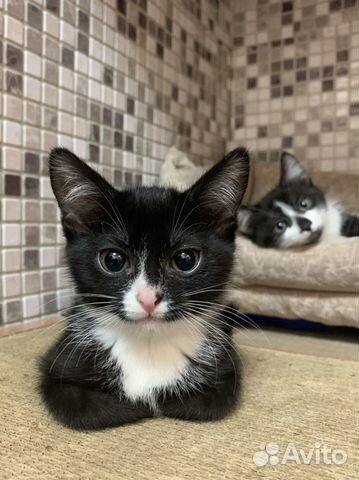 Котенок Ширли 2 мес
