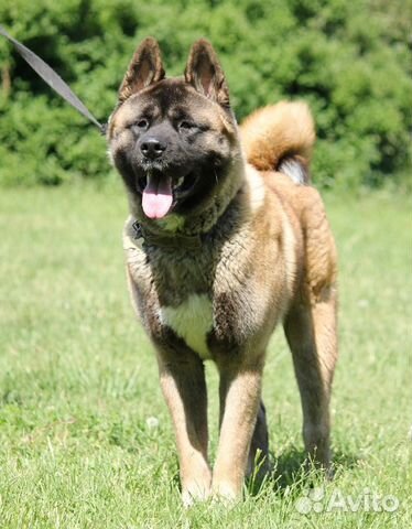 Американская акита кобель 3.5 года