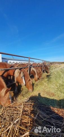 Продаются лошади