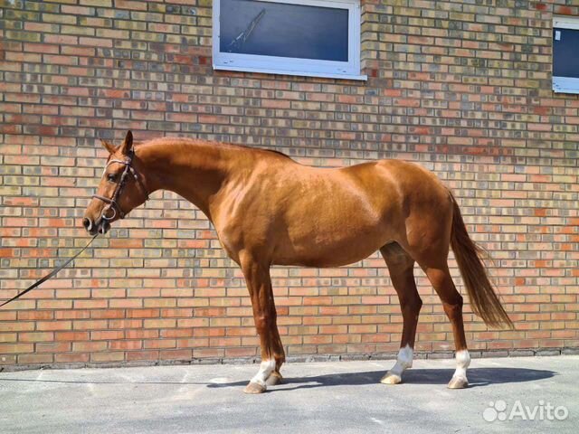 К продаже предлагается арабо-буденовская кобыла 28