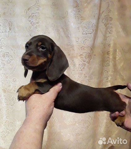 Такса г/ш кроличья/ мини