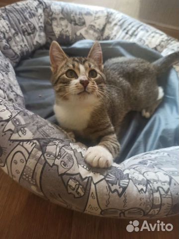 Котенок Маффин
