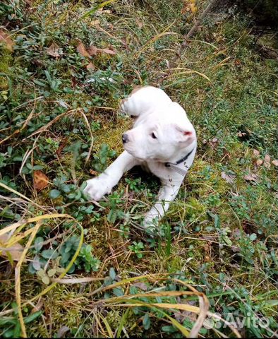 Щенок стаффорда 2 месяца
