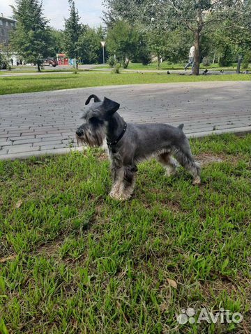 Цвергшнауцер вязка