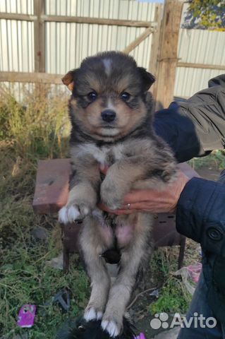 Отдам щенков в хорошие руки