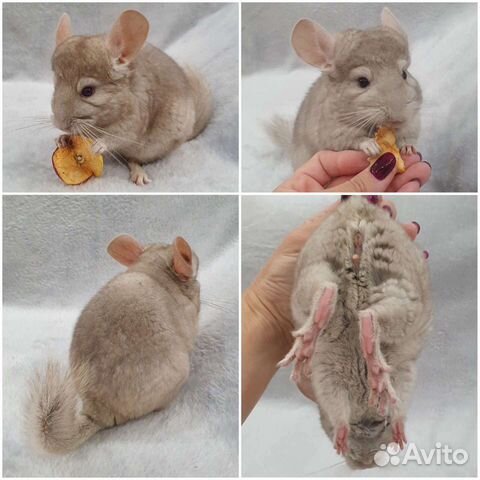 Шиншиллята мальчики 2 мес