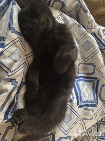 Котенок мальчик