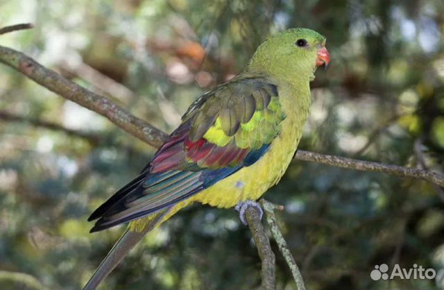 Горный попугай птенцы