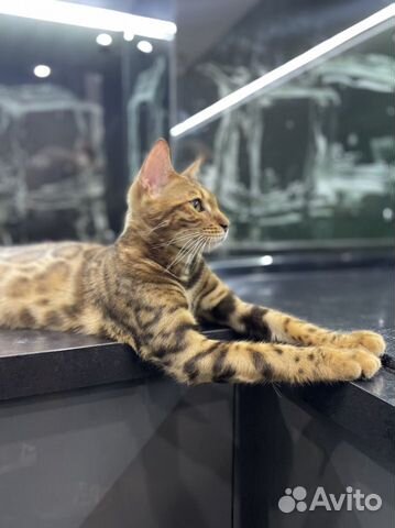 Бенгальская кошка