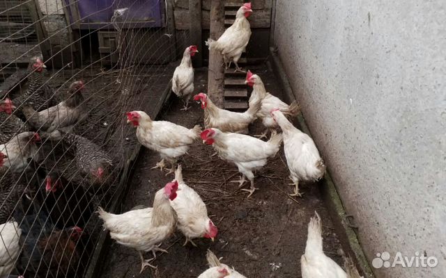 Куры на бульон несушки