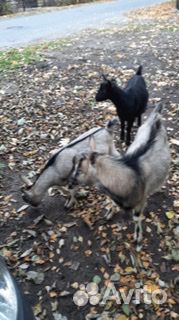 Две козочки и один козлик чешской породы продаю