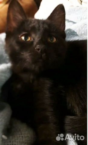 Черный котенок мальчик