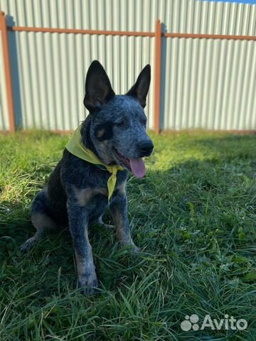 Собака Хилер