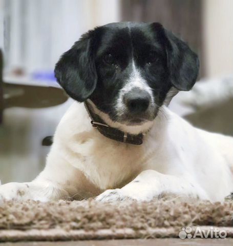 Красивая Веста - собака-компаньон