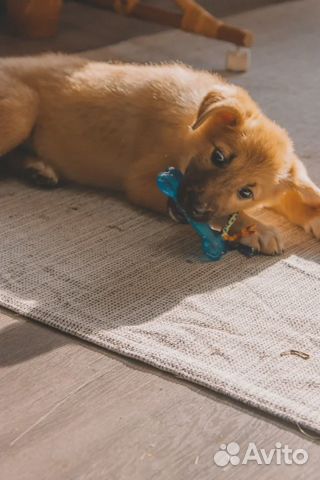 Щенок от небольшой собаки Прекрасная Жасмин