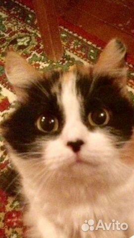 Трёхцветная кошечка Маняша