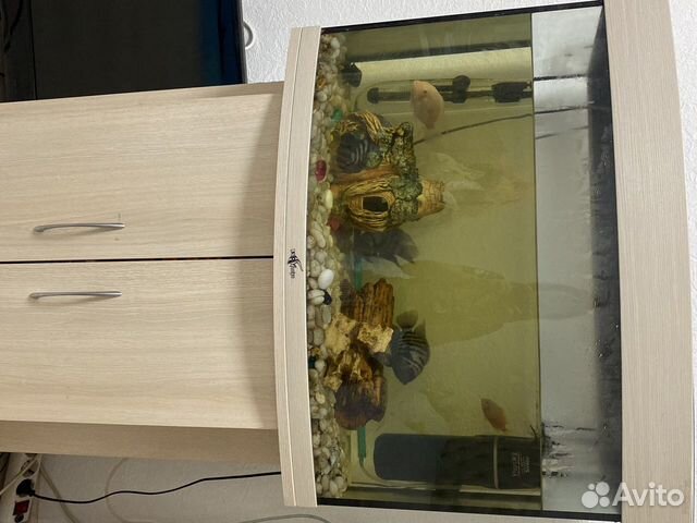 Аквариум с рыбками