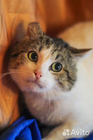 Кот Зефир