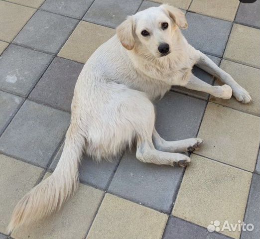Собака