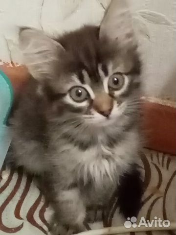 Кошка в дар