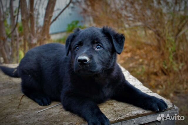 Чёрные суки восточницы