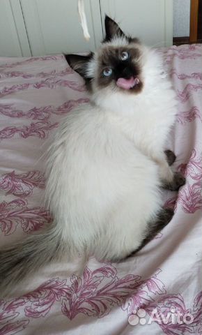 Продаются невские маскарадные котята