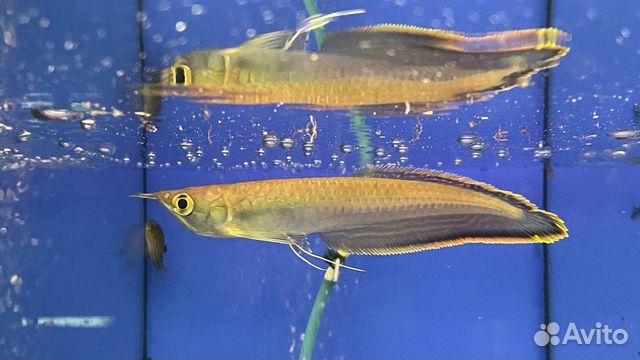 Черная Арована (размер 10-15 см)