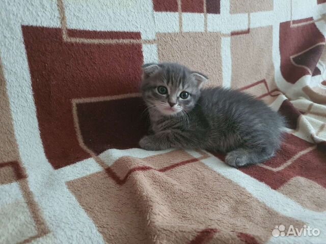 Шотландские вислоухие котята