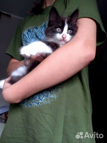 Кошка в дар