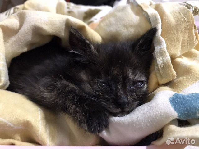 Котенок в добрые руки