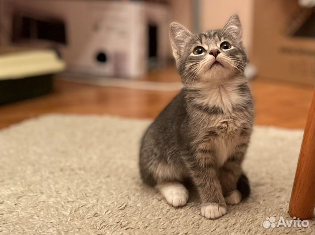 Котенок к добрые руки