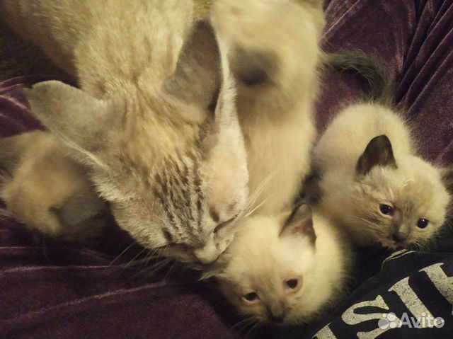 Сиамские котята в добрые руки