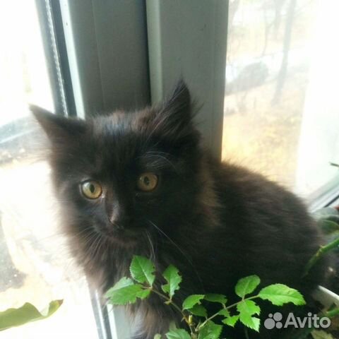 Кошечка 2мес