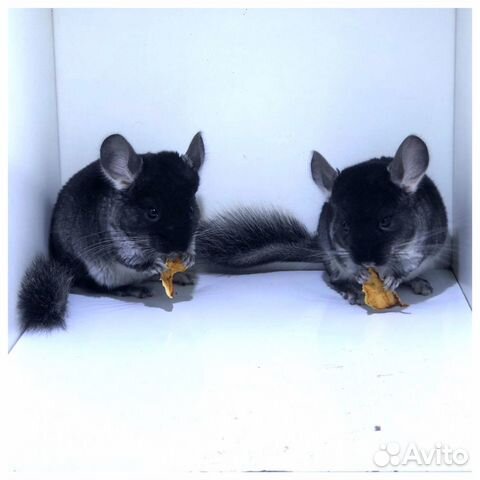 Шиншилла черный бархат