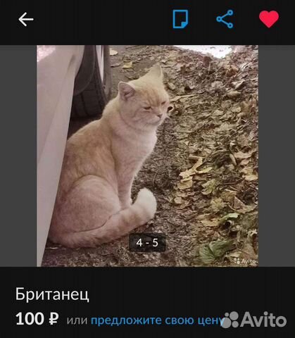 Британские рыжий, белый, серый SOS отдам